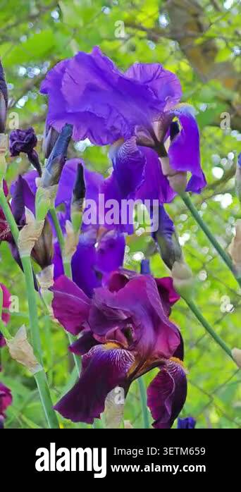 Vibrant purple and dark burgundy iris flowers blooming in a spring ...