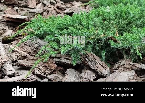 Close up of evergreen juniper plant landscaping with brown bark mulch ...