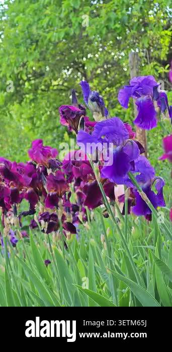 Field of vibrant purple iris flowers blooming in a spring garden Stock ...