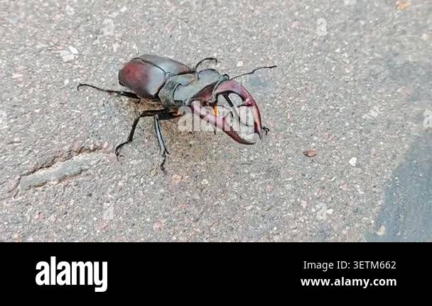 Large male stag beetle lucanus cervus walking on asphalt Stock Video ...