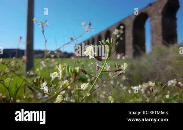 Wildflowers blooming near Aspendos ancient Roman aqueduct Stock Video ...