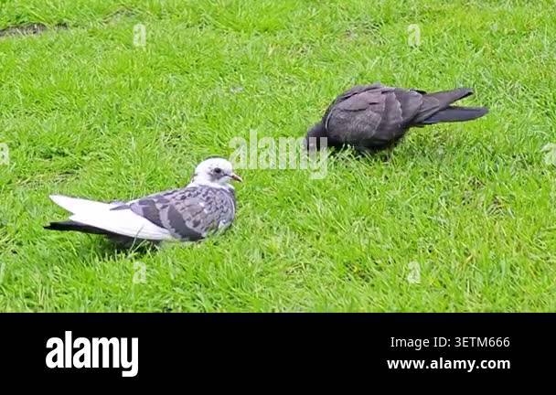 Two pigeons resting and foraging on vibrant green grass in a park Stock ...