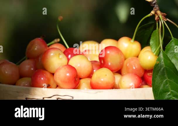 Freshly picked ripe sweet juicy cherries in a wooden plate in the ...