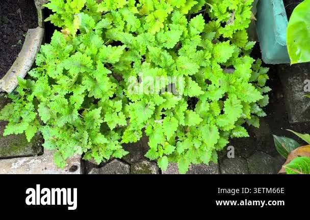 Top Down View of Lush Green Coleus Leaves in Garden Stock Video Footage ...
