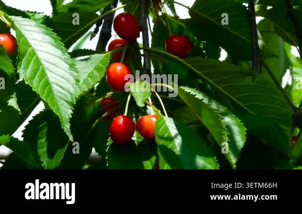 Ripe red juicy cherries hanging on a tree branch during the summer ...