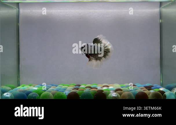 Male betta fish fancy copper butterfly halfmoon long tail from Thailand ...