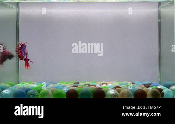Male betta fish fancy red crown tails from Thailand, Siamese fighting ...