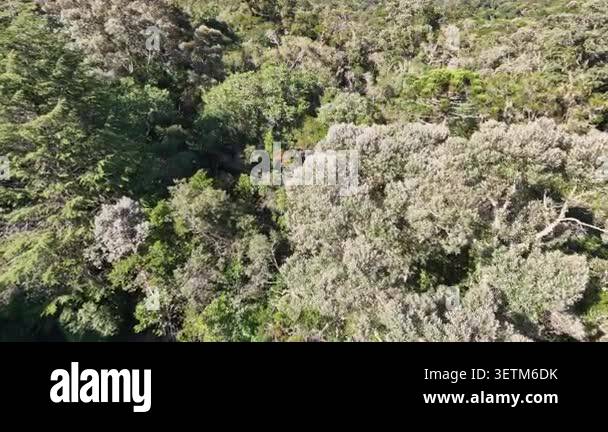 Aerial view of a brazilian rainforest with Araucaria trees Stock Video ...