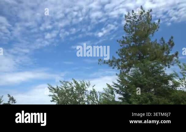 Timelapse of wind over a forest in Brazil under blue skies with clouds ...