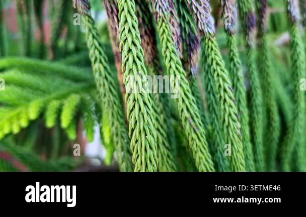 A detailed close-up shows long, braided-looking, rope-like green fronds ...