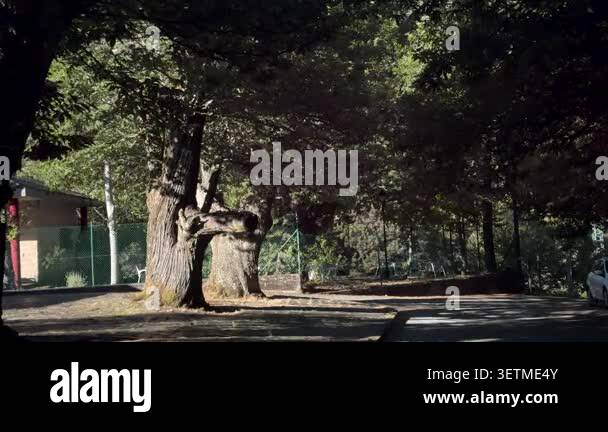 Ancient oak tree with thick, gnarled trunk stands in shaded park ...