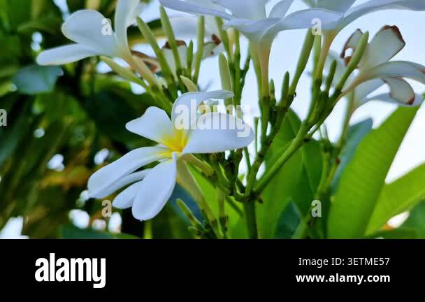 A close-up captures delicate white, five-petaled blooms with soft ...