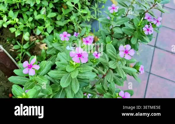 A top-down view shows a lush cluster of Madagascar periwinkle ...