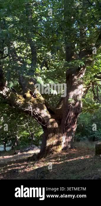 Large, ancient tree stands tall in forest. Sunlight filters through ...