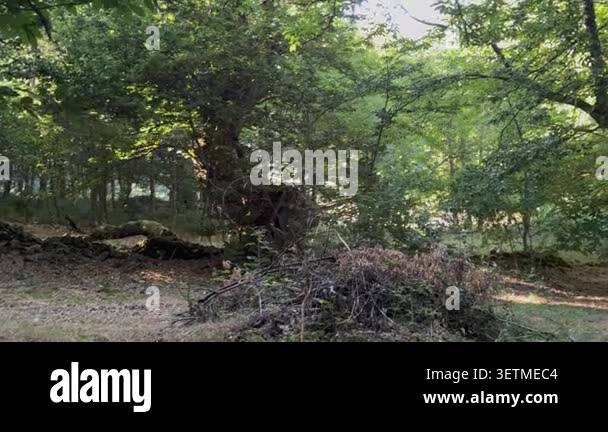 Sunlight filters through dense green foliage. Large, ancient trees ...