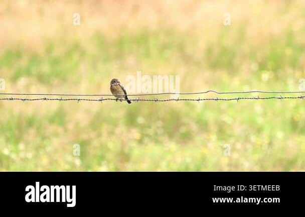 male european stonechat with dark cap, A male european stonechat on a ...