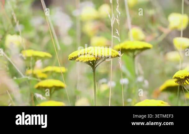 Yellow flowers and long stems in the sunshine, yellow flowers of the ...