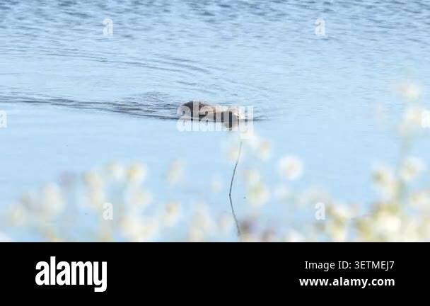 Nutria swims across the lake, nutria's head protrudes from the water ...