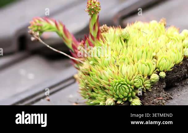 Greenery on the roof, succulents growing on the roof, houseleeks on the ...