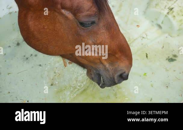 A domestic horse drinks water from a trough at a farm paddock ...
