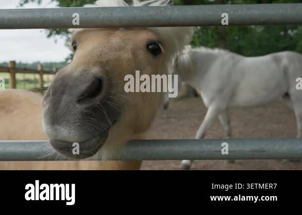 A small pony pushes its muzzle through a metal gate at a farm paddock ...