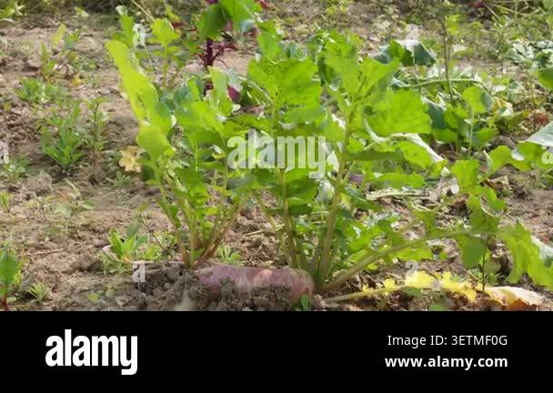 Broad Leaf Plants Reddish Stems on Soil Stock Video Footage - Alamy