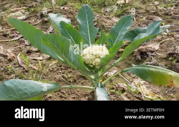 Young Cauliflower Plant Soil Field Stock Video Footage - Alamy