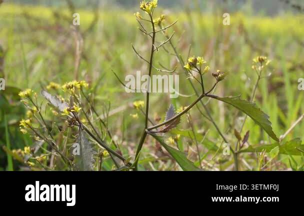 Vibrant Wild Yellow Flowers Dotting Lush Grassy Field Stock Video ...