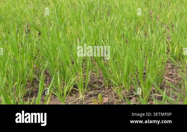 Fresh Green Rice Seedlings Sprouting from Nursery Soil Stock Video ...