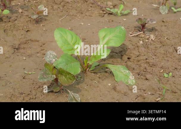 Young Green Spinach Plants Sprouting in Dry Soil Stock Video Footage ...