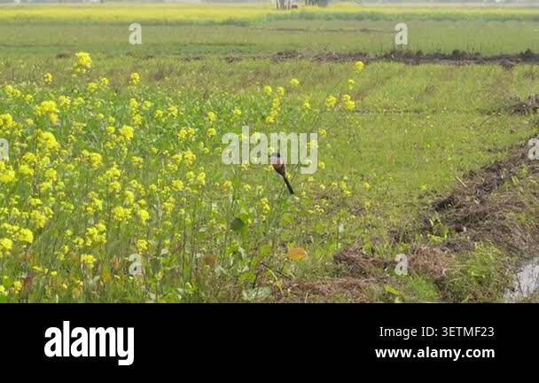 A Rufous Treepie is perching on field of blooming mustard or rapeseed ...