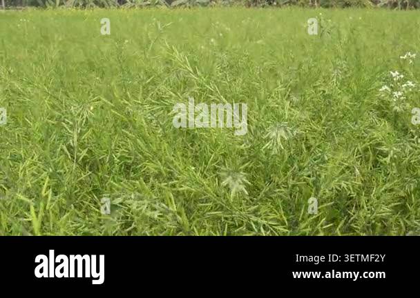 Green Mustard Seed Pods Ripening Stock Video Footage - Alamy