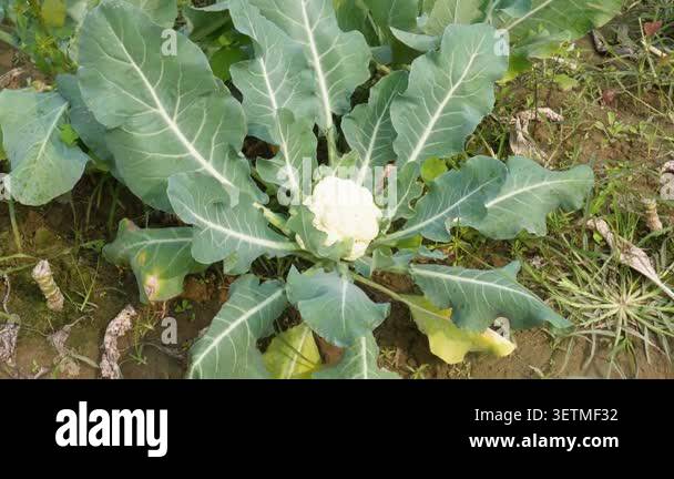 Cauliflower plant with growing head in field Stock Video Footage - Alamy