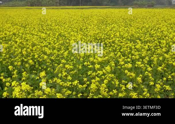 Vibrant Yellow Mustard Flowers Blooming Across Field Stock Video ...