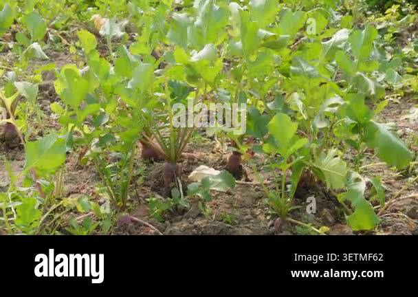 Rows of Radish Plants with Visible Roots in Agricultural Field Stock ...