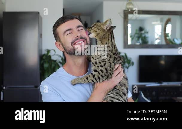 A man is holding a spotted cat, which is licking his face. The cat is ...