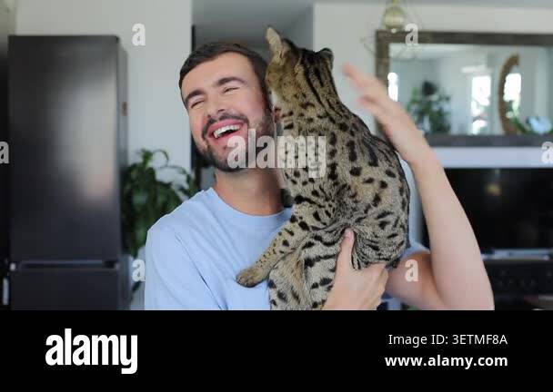 A man is holding a large spotted cat, smiling and laughing as the cat ...