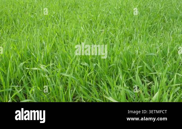 CloseUp of Vibrant Green Grass Field with Healthy Blades in Natural ...