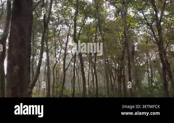 Sunlit Canopy in Dense Forest Stock Video Footage - Alamy