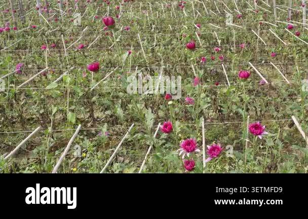 Vibrant pink chrysanthemum flowers covering lush green field in full ...
