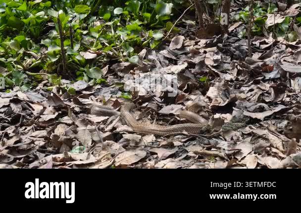Camouflaged Brown Ratsnake Swallowing Frog on Forest Floor Stock Video ...