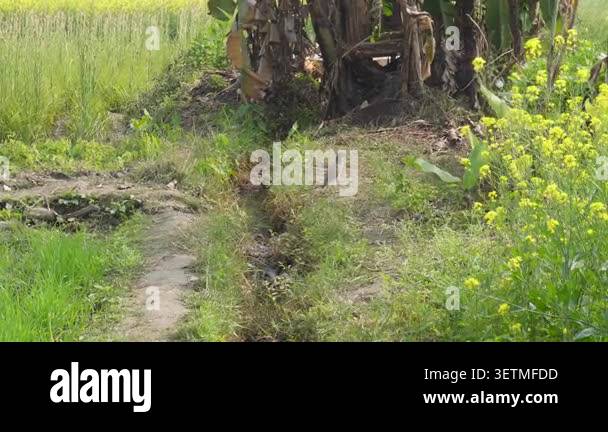 Indian Pond Heron on Agricultural Field Trail Stock Video Footage - Alamy