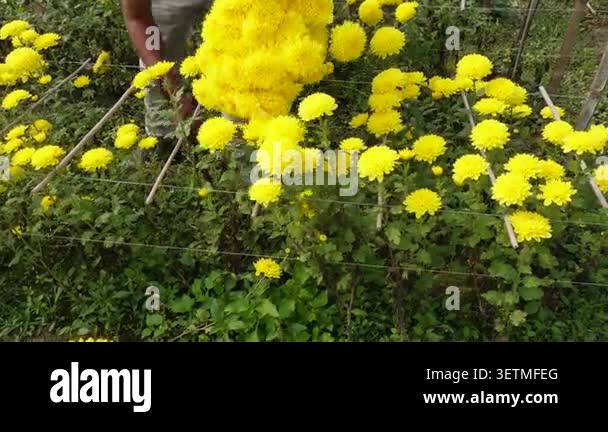 Person Holding Chrysanthemum Bouquet in Flower Field Stock Video ...