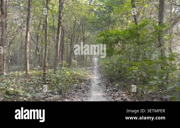Winding Dirt Trail Through Lush Forest with Leafy Floor Stock Video ...