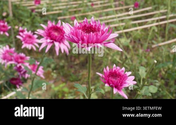 Closeup of vibrant pink chrysanthemum flowers blooming in agricultural ...