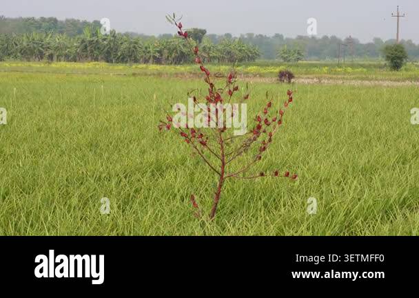 Vibrant Red Rosette Tree Amid Rice Paddy and Banana Grove Stock Video ...