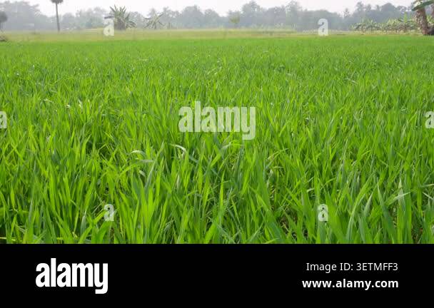 Lush Rice Paddy with Banana Trees Under Hazy Sky Stock Video Footage ...