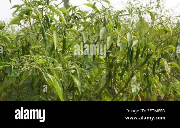 Green chili pepper plants thriving in dense field under hazy sky Stock ...