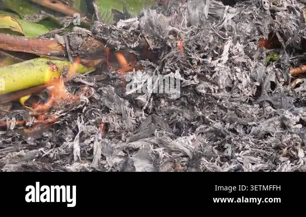 Smoldering Banana Stems with Glowing Embers and Ash in Agricultural ...