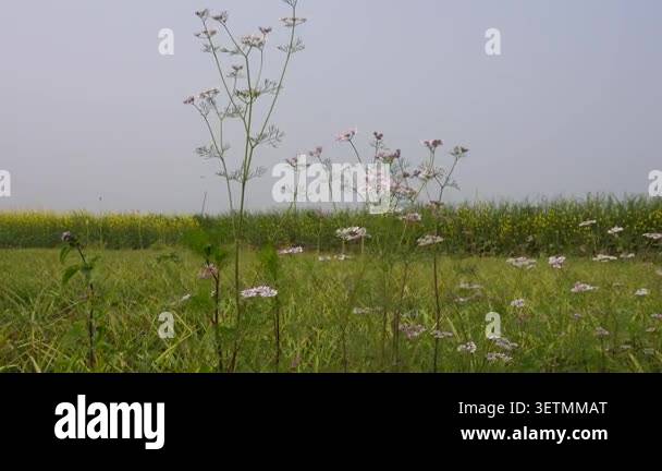 Pink Yellow Wildflower Meadow Bloom Stock Video Footage - Alamy